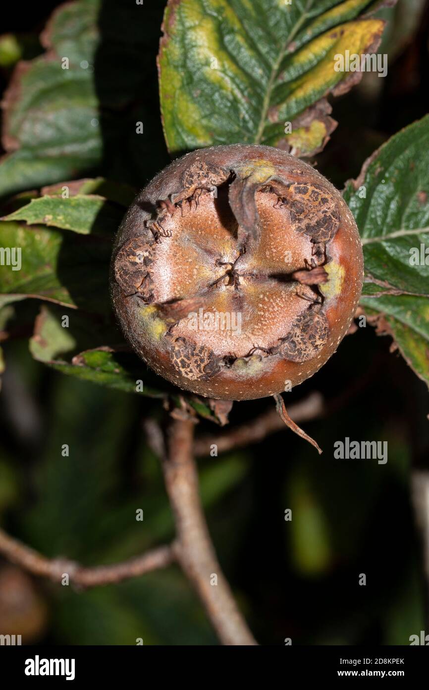 Medlar ’Royal fruit in close up Stock Photo - Alamy