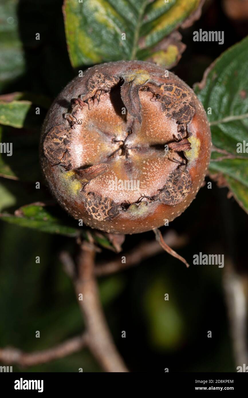 Fruit Flavoured Jellies High Resolution Stock Photography and Images ...