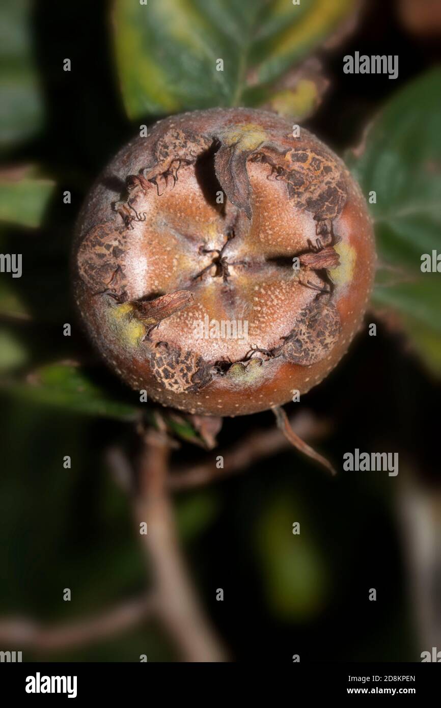 Royal medlar tree hi-res stock photography and images - Alamy Royal medlar tree hi-res stock photography and images - Alamy