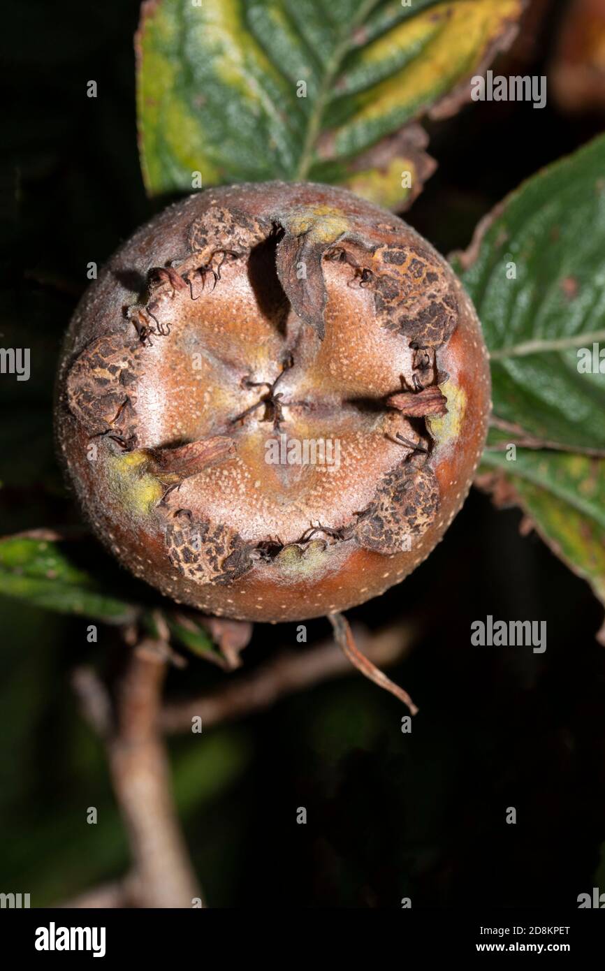 Royal medlar hi-res stock photography and images - Alamy