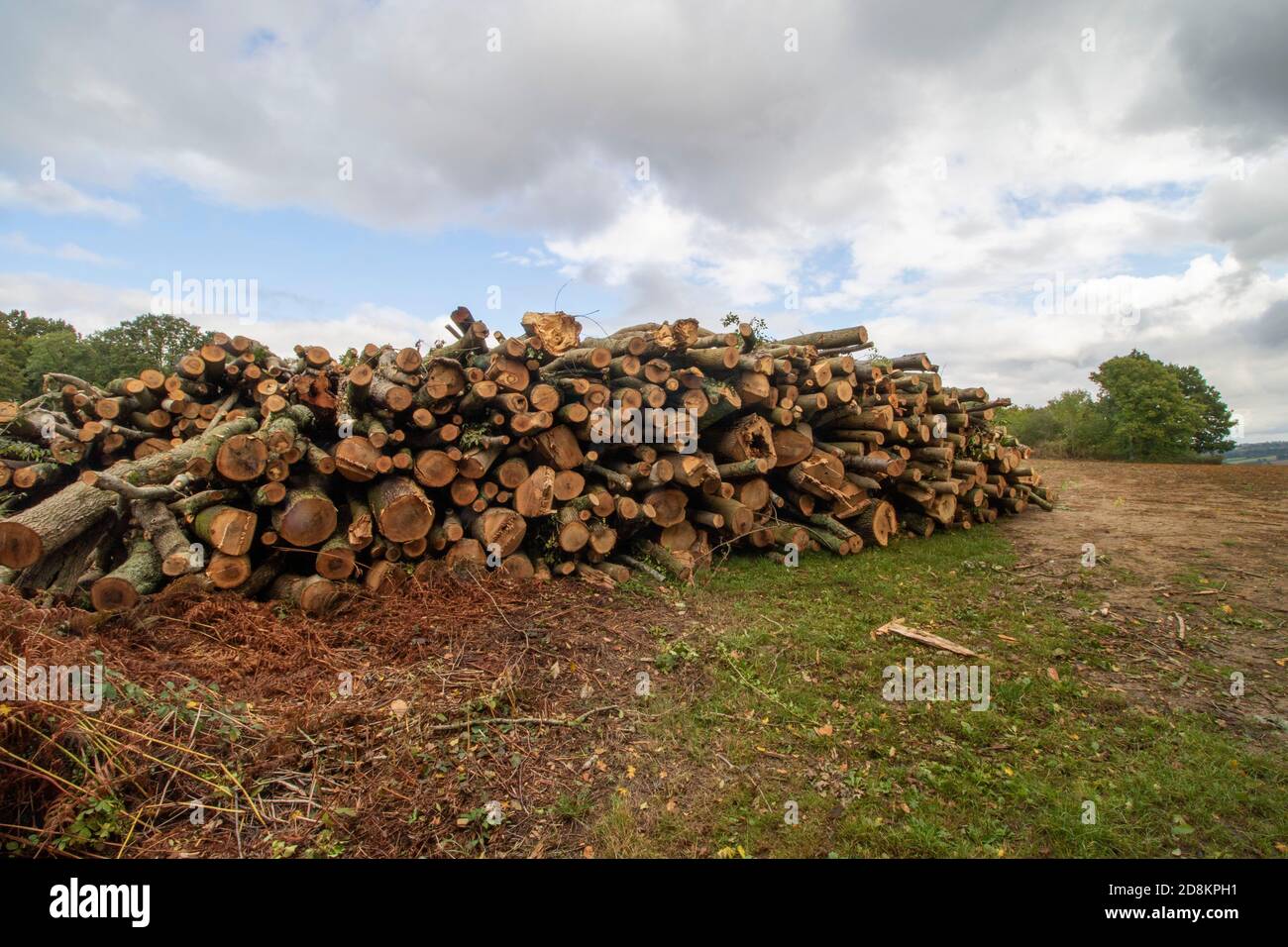 Log-pile in the Kent landscape as a result of forest management Stock ...