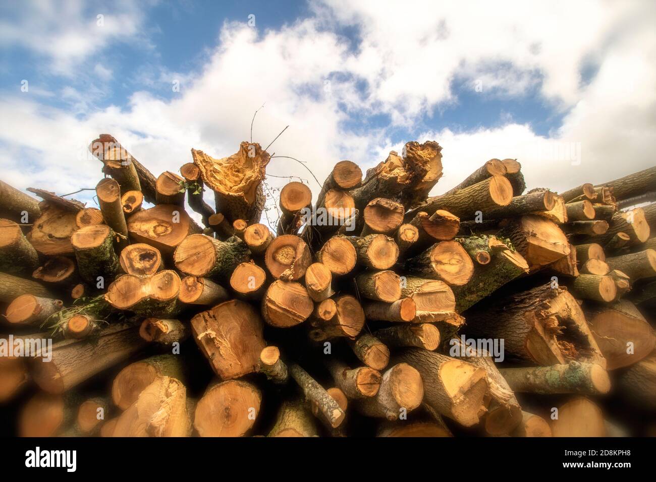 Log-pile in the Kent landscape as a result of forest management Stock ...