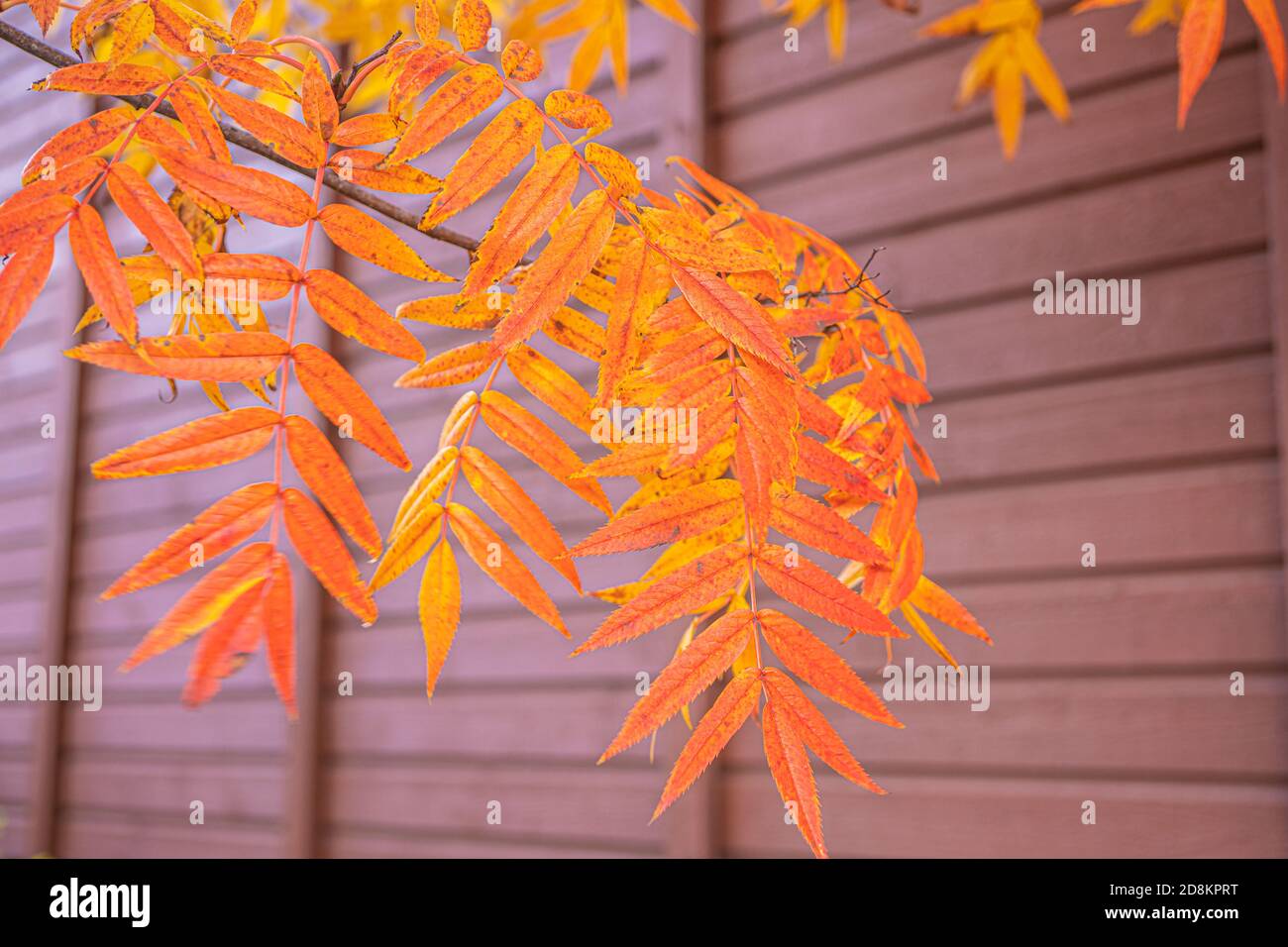 Red rowan leaves on the tree ,, Autumn background,. High quality photo ...
