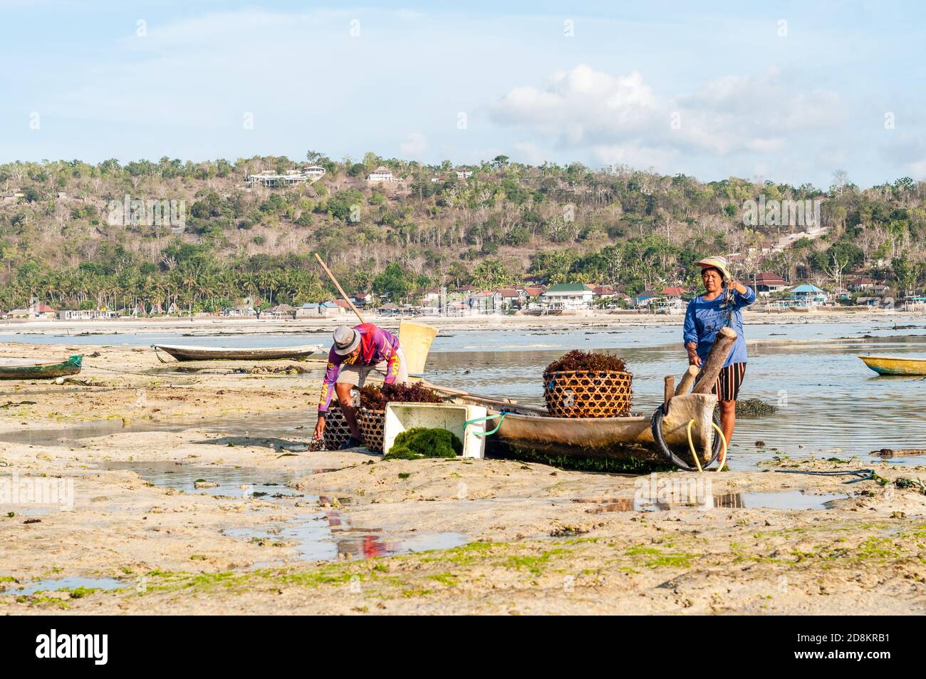 sea weed farmers at work in Nusa Lembongan, Bali, Indonesia Stock Photo ...