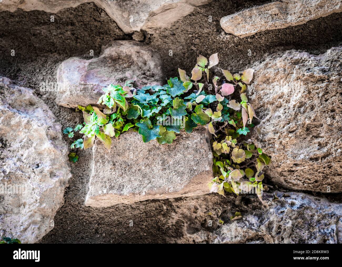 Strength of nature: plant sprouting through a stone wall Stock Photo ...