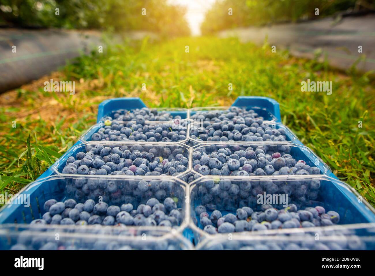 Box of harvested fresh blueberries on the farm, furit concept Stock ...