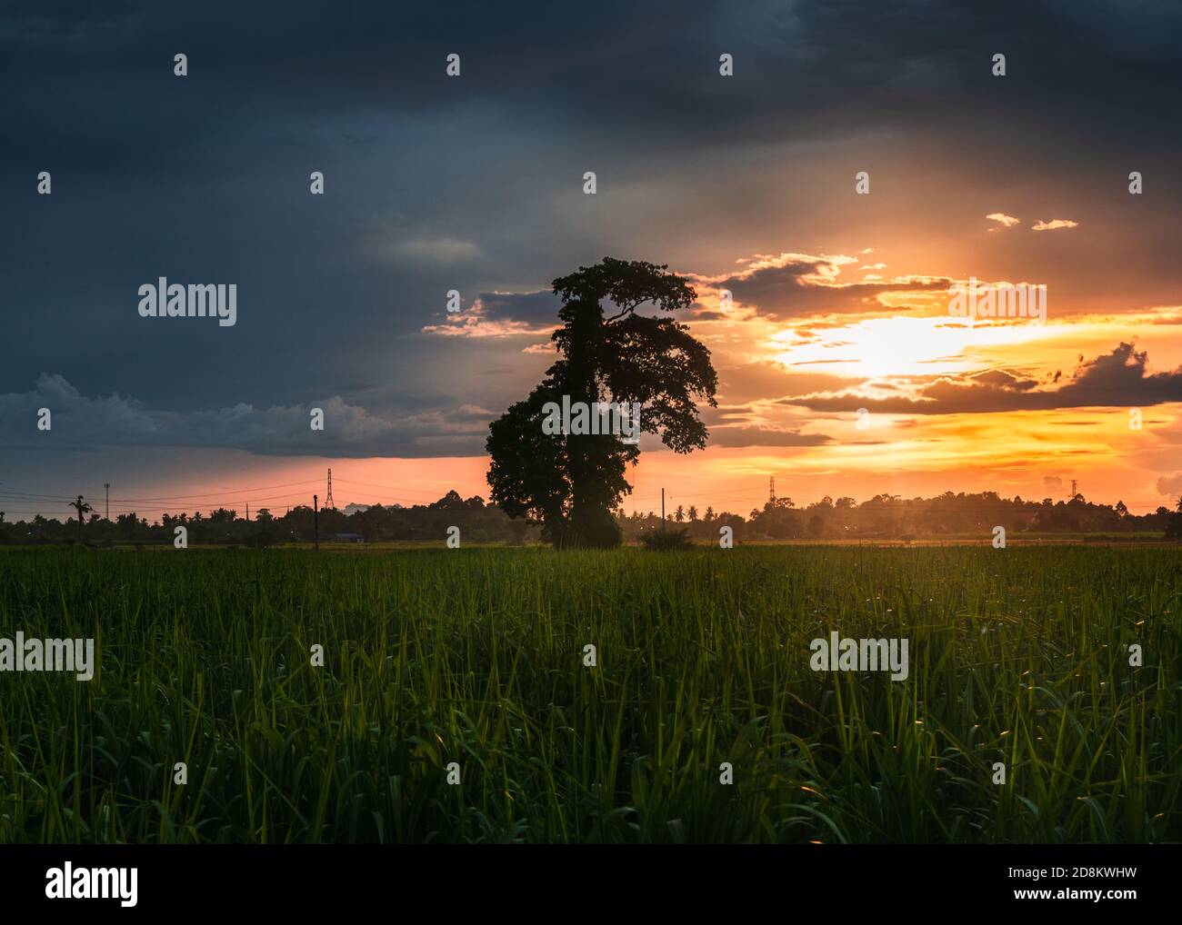 Tree in rice field with stormy sky at sunset in countryside Stock Photo ...