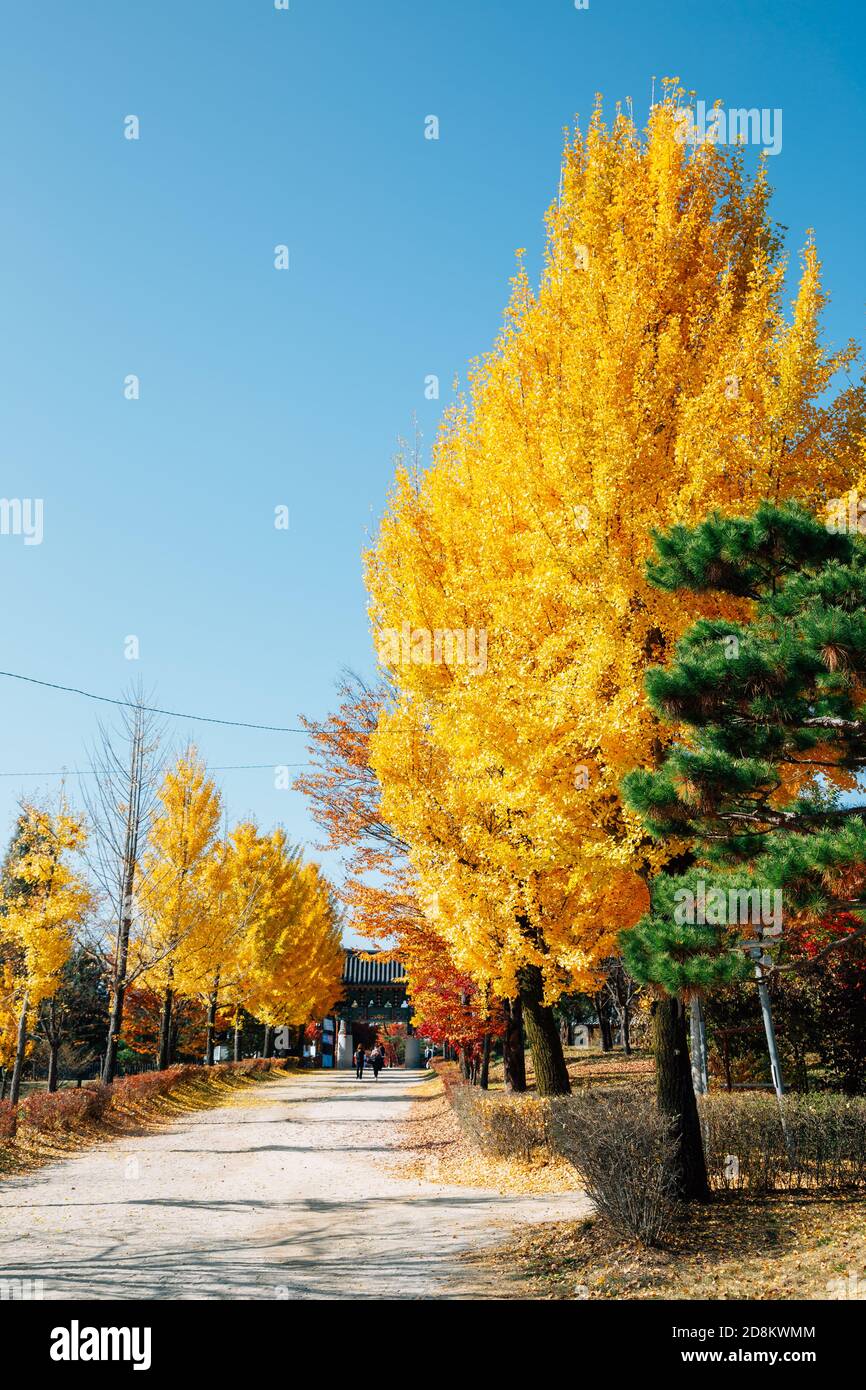 Ginkgo tree temple hi-res stock photography and images - Alamy
