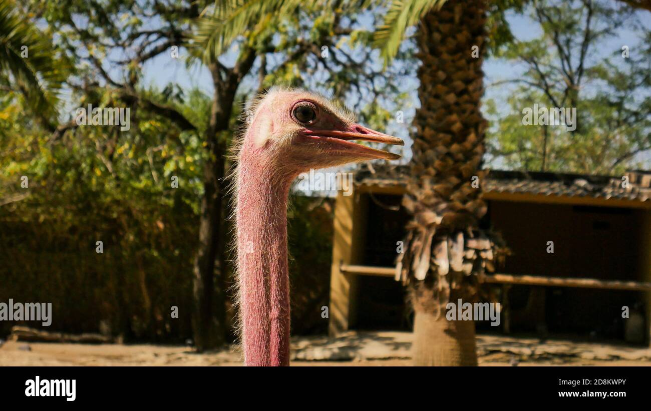 Shot of the head of a Common Ostrich on the background of exotic trees ...