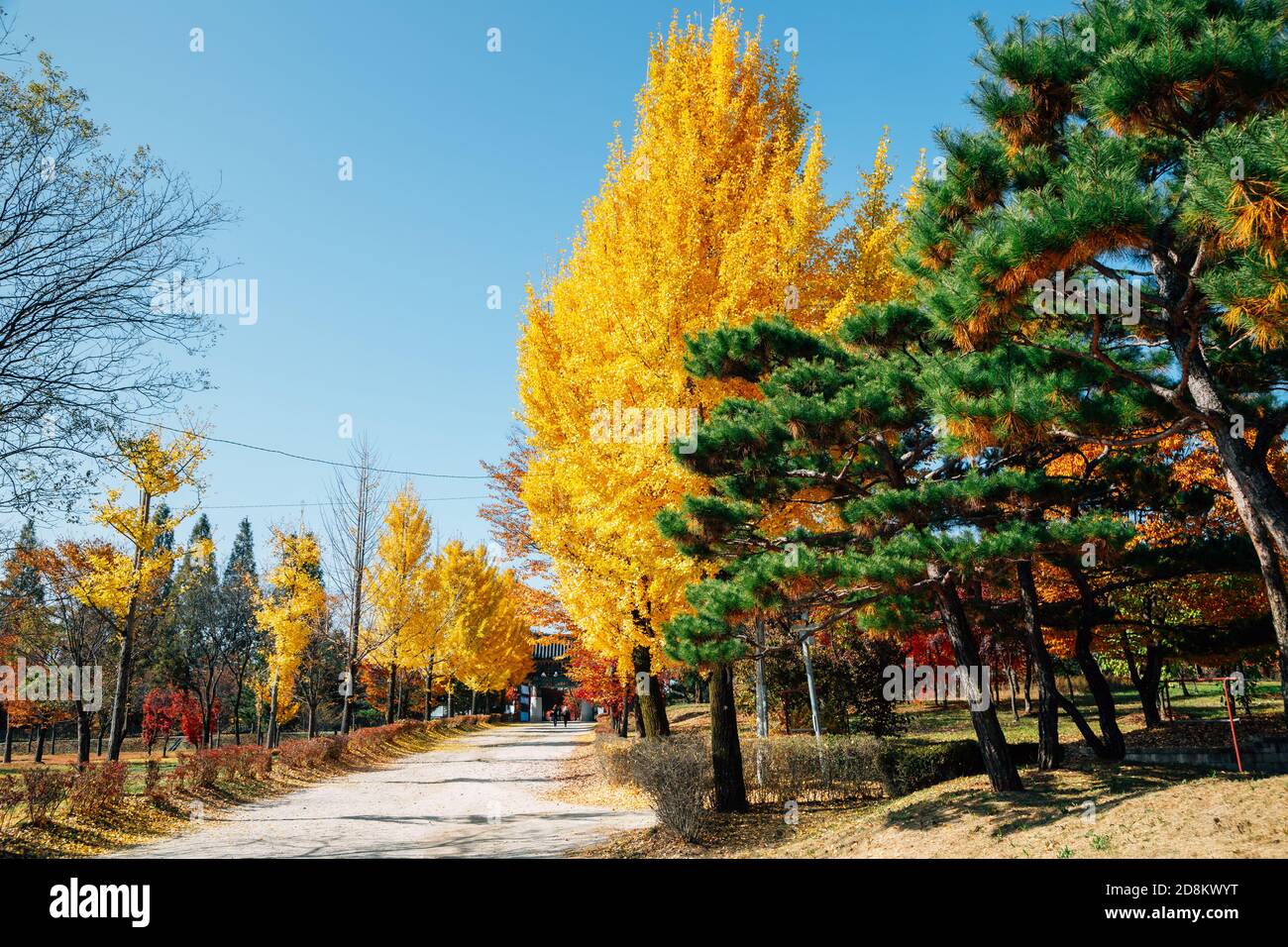 Autumn yellow ginkgo tree street at Silleuksa Temple in Yeoju, Korea ...