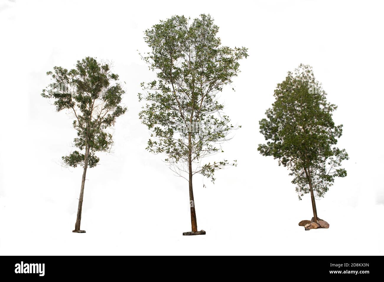 Asian deciduous tree Cut Out Stock Images & Pictures - Alamy