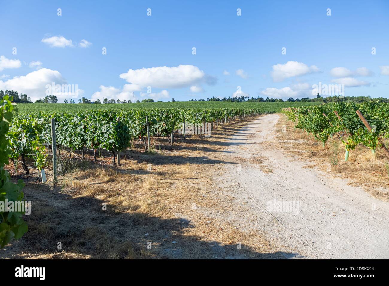 View of a farm, agricultural fields with vineyards, typically ...