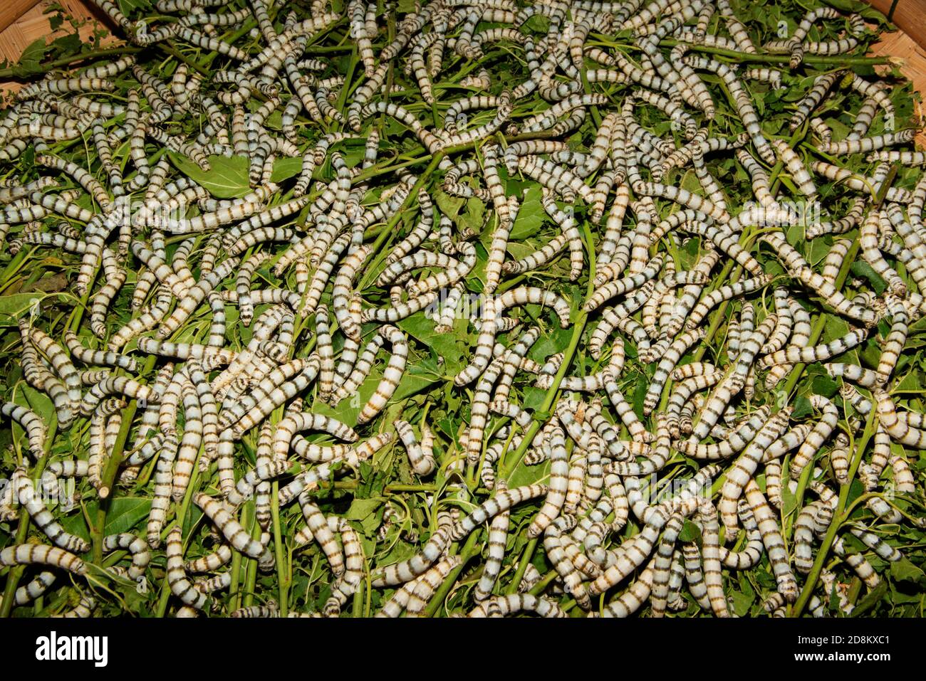 Bamboo caterpillar hi-res stock photography and images - Alamy