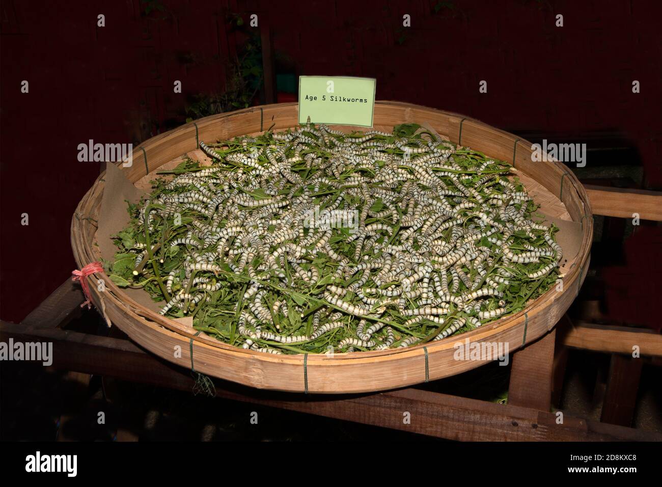 Age 5 Silkworms larvae feed on green mulberry leaves. In a large bamboo ...