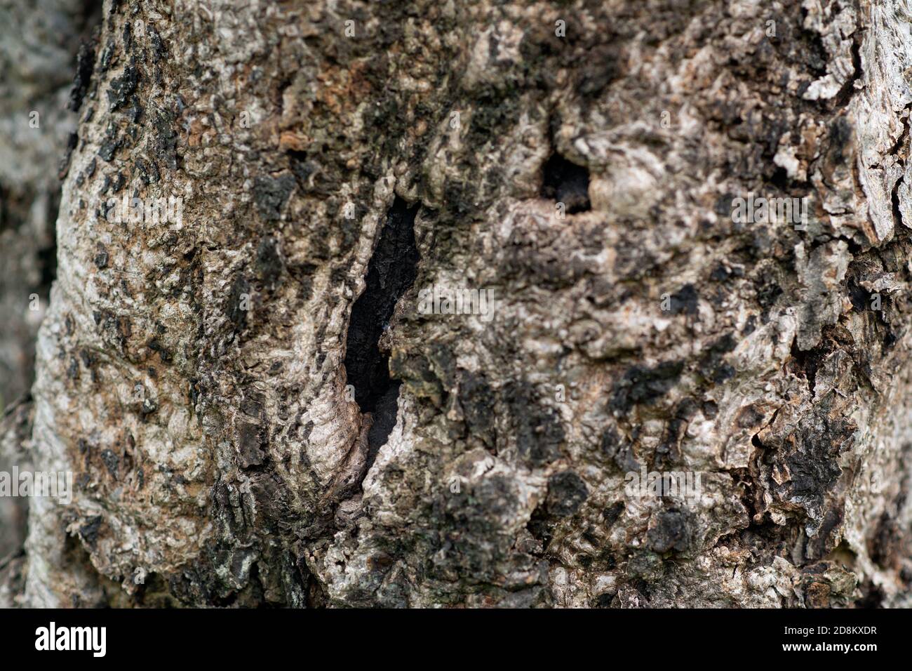 Bark background bark with brown texture of old tree Stock Photo - Alamy