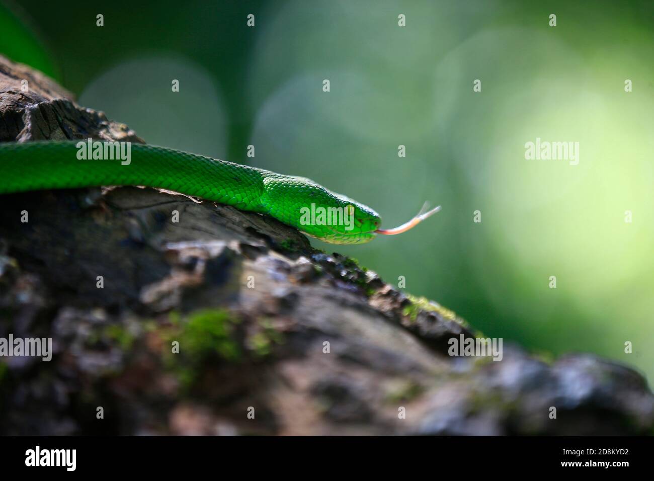 Pokhara, Nepal. 30th Oct, 2020. Rohit Giri, 21, popularly known as the ...