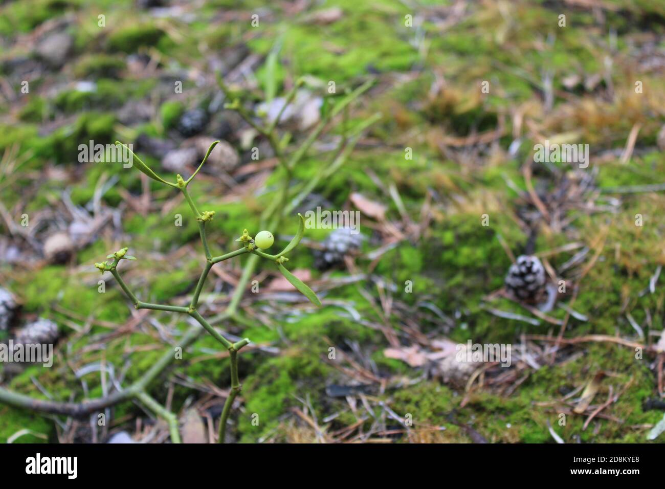 Viscum mistletoe on the forest floor Stock Photo - Alamy
