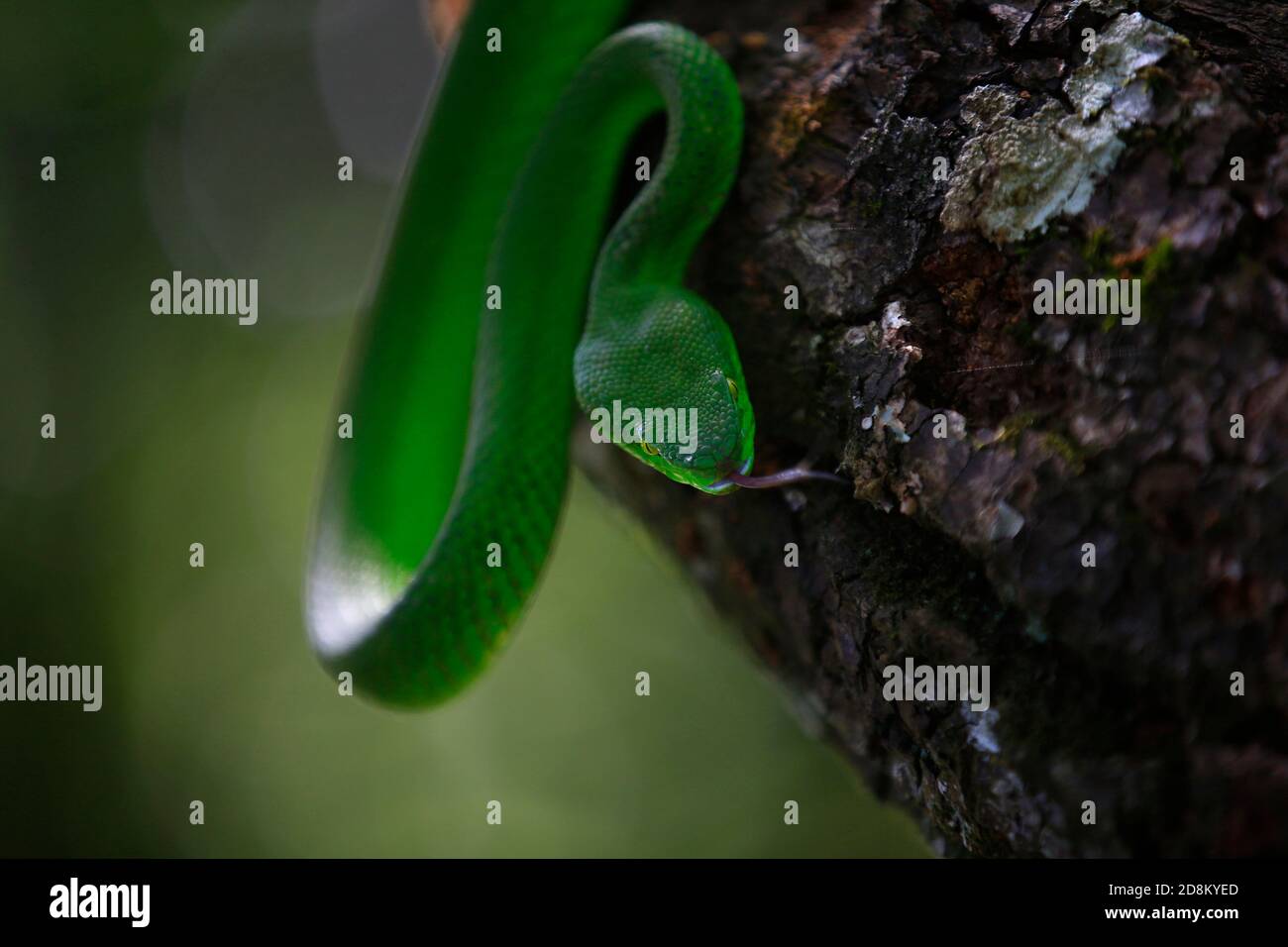 Pokhara, Nepal. 30th Oct, 2020. Rohit Giri, 21, popularly known as the ...