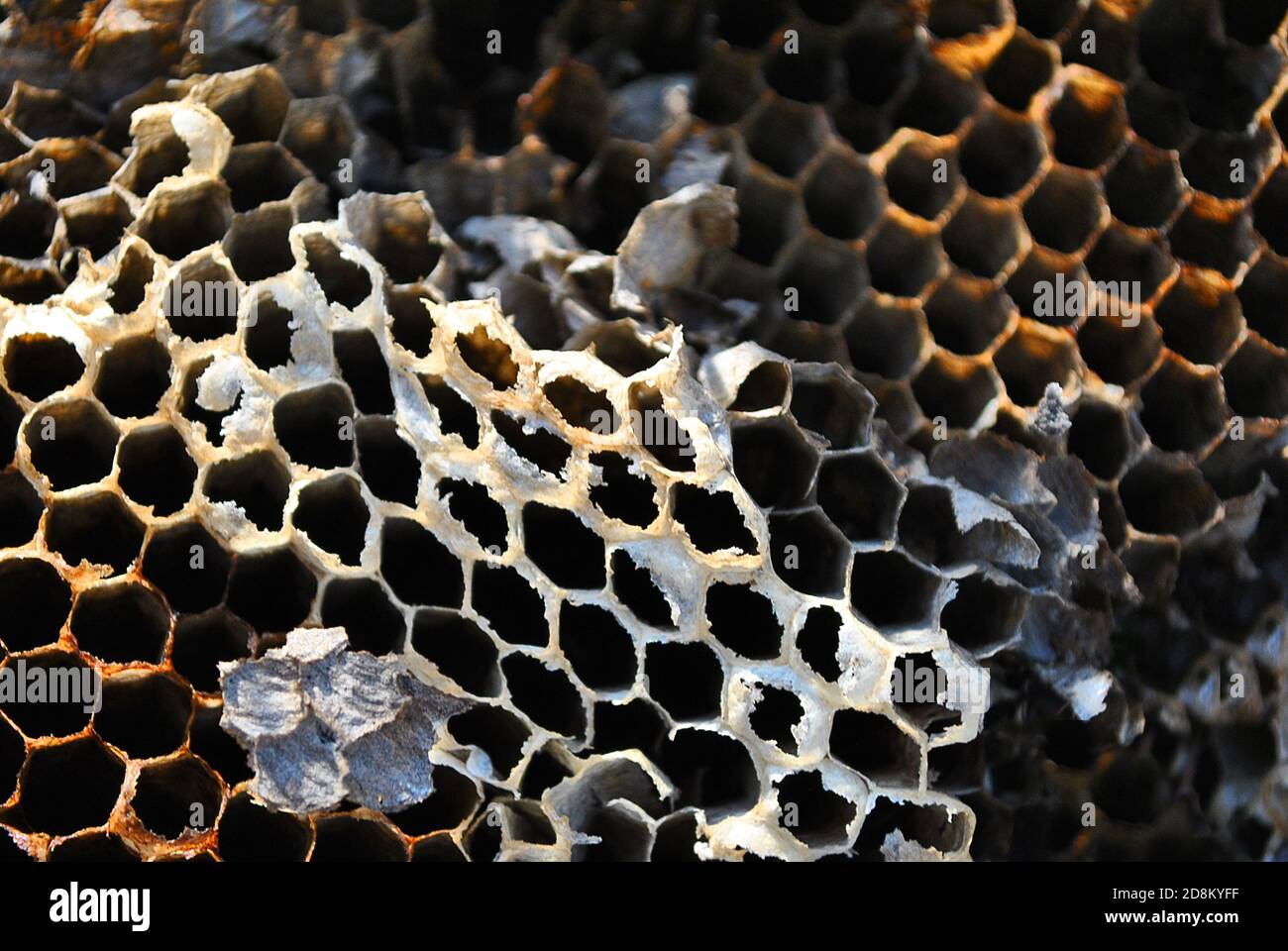 Empty wild honeycomb, natural organic background Stock Photo - Alamy