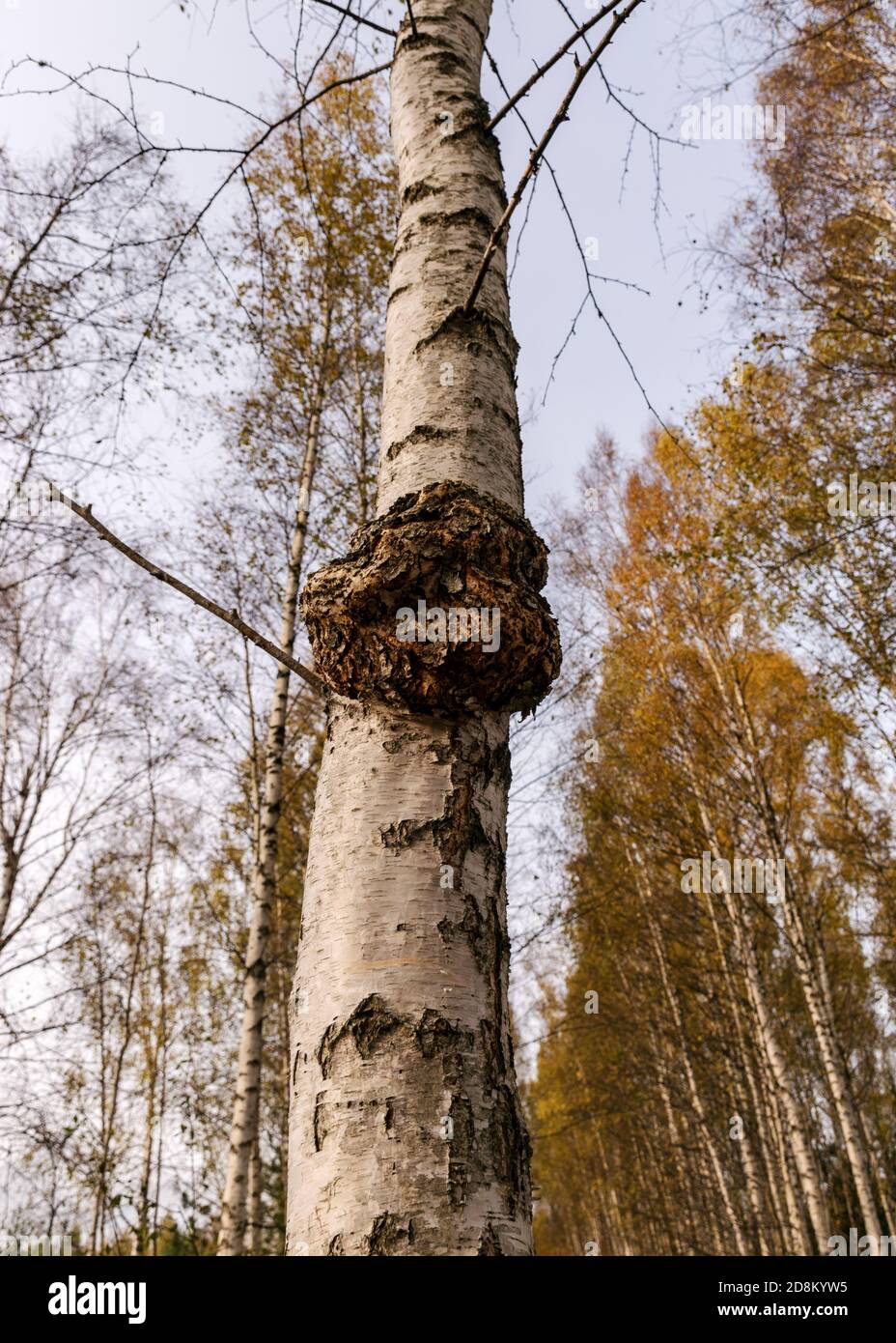 photo of medicinal mushroom chaga close-up on a birch tree in the ...