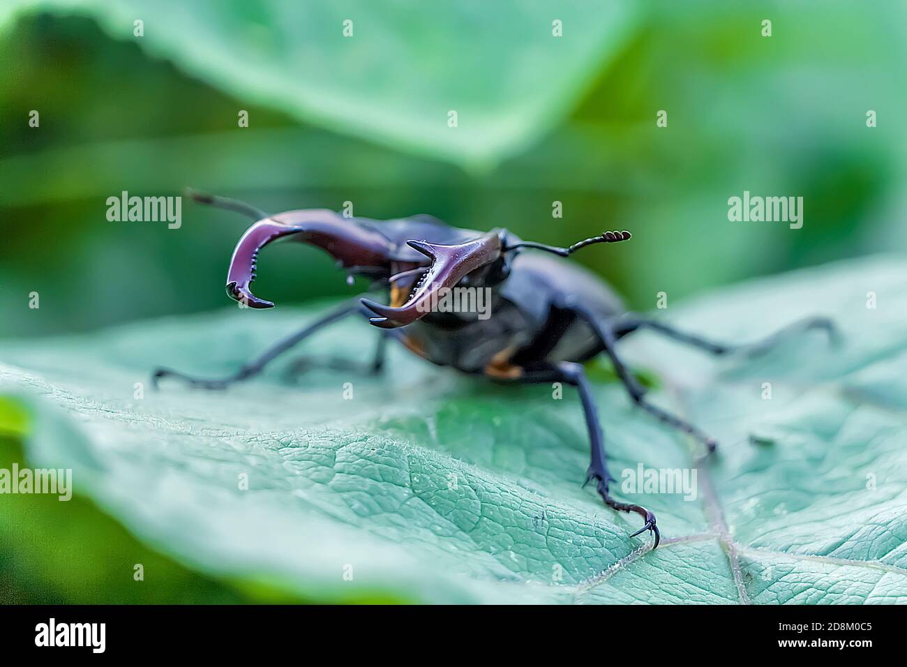 A large stag beetle (Lucanus cervus) sits on a large green leaf. An ...