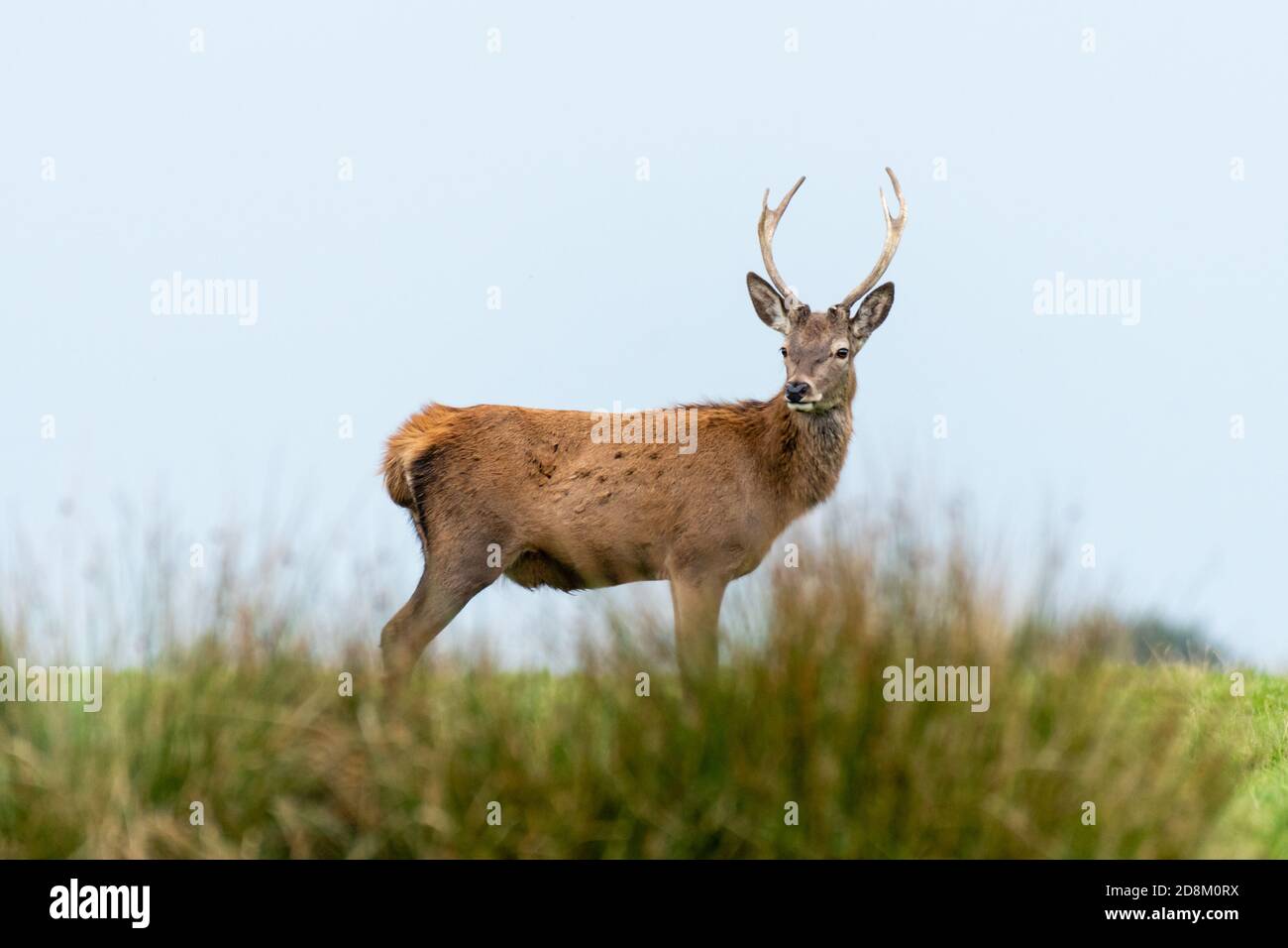a young red deer stag stands on the top of a hill. It is positioned ...