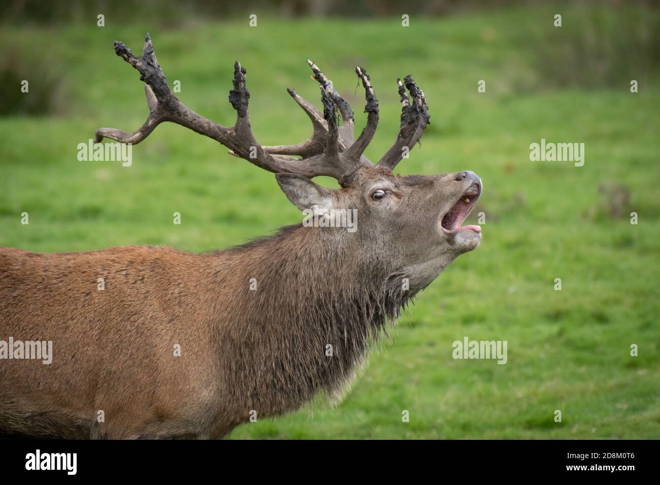 Bellowing roaring red deer stag hi-res stock photography and images - Alamy