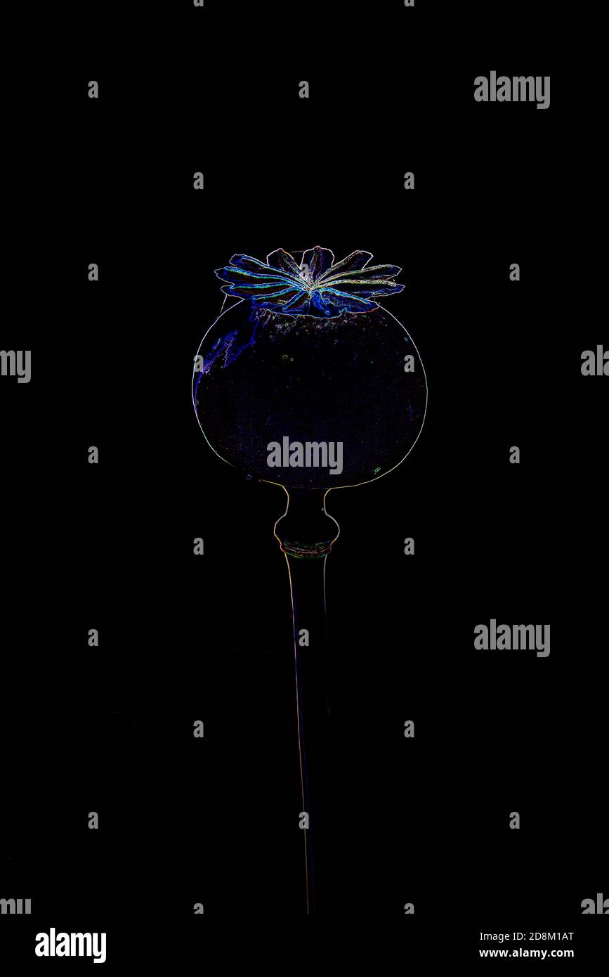 Opium poppy with capsule Stock Photo - Alamy