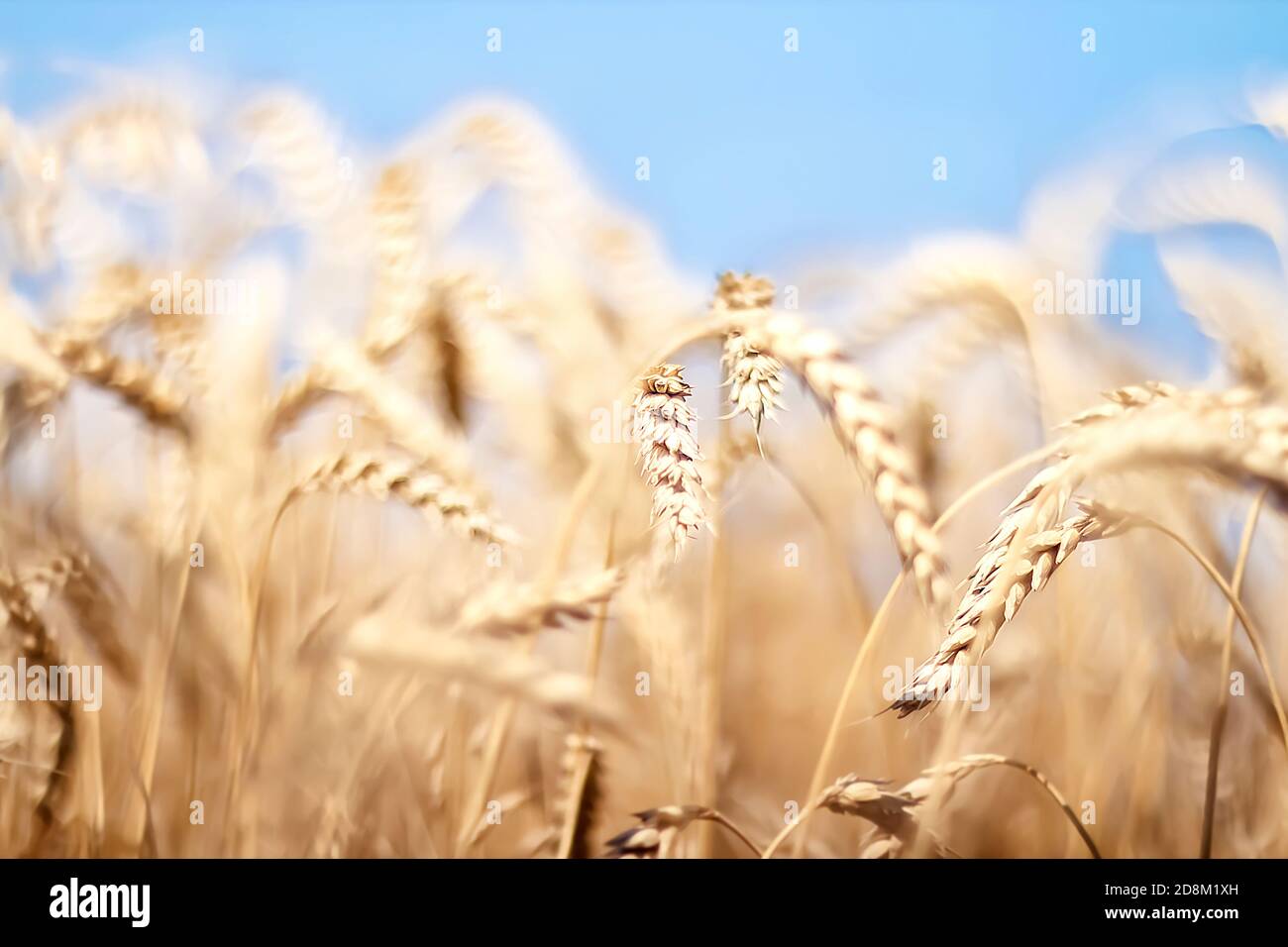 Rye, wheat.Wheat and rye fields. Golden nature. Rural landscapes under ...