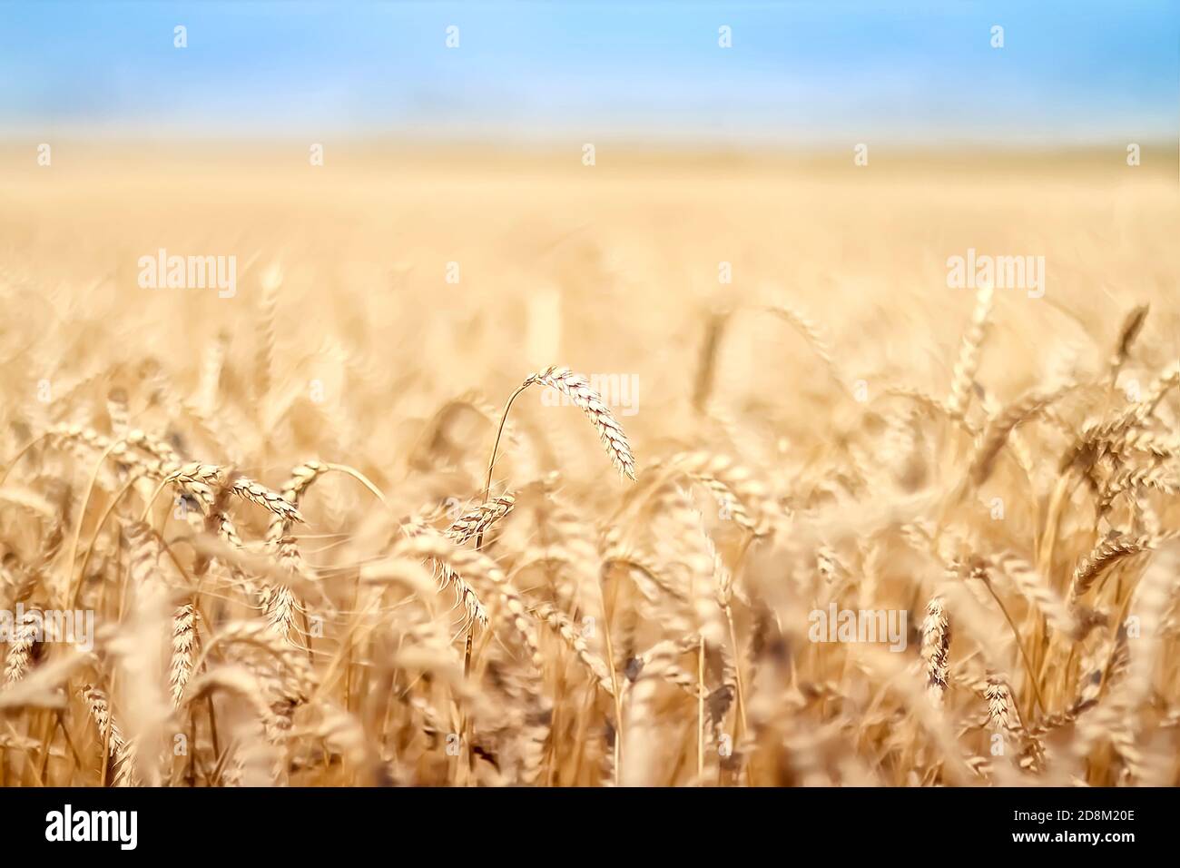 Rye, wheat.Wheat and rye fields. Golden nature. Rural landscapes under ...