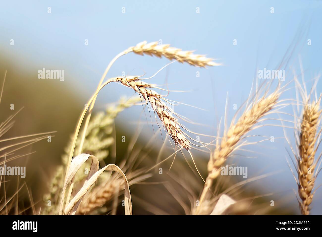 Rye, wheat.Wheat and rye fields. Golden nature. Rural landscapes under ...