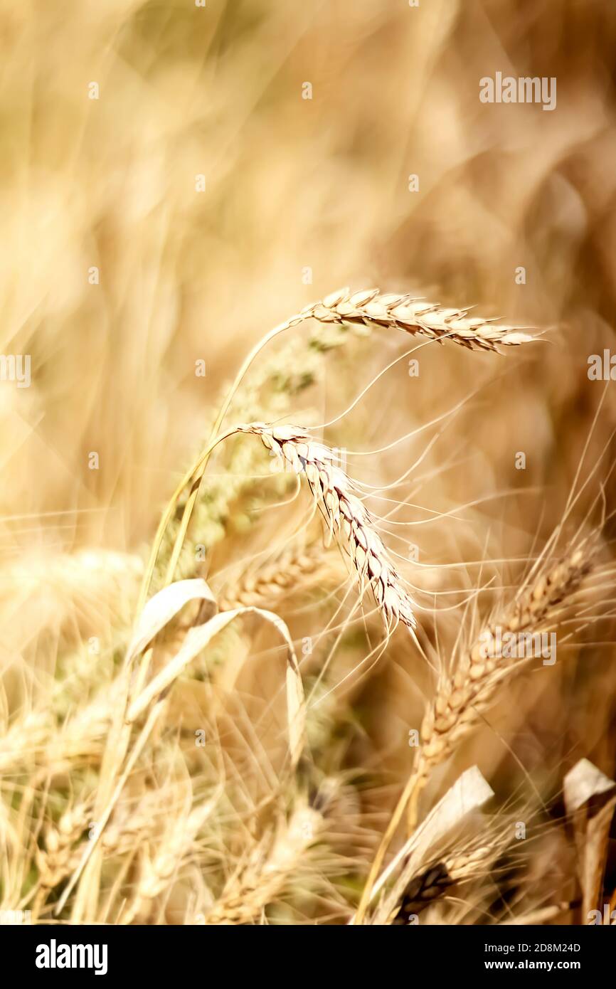 Rye, wheat.Wheat and rye fields. Golden nature. Rural landscapes under ...