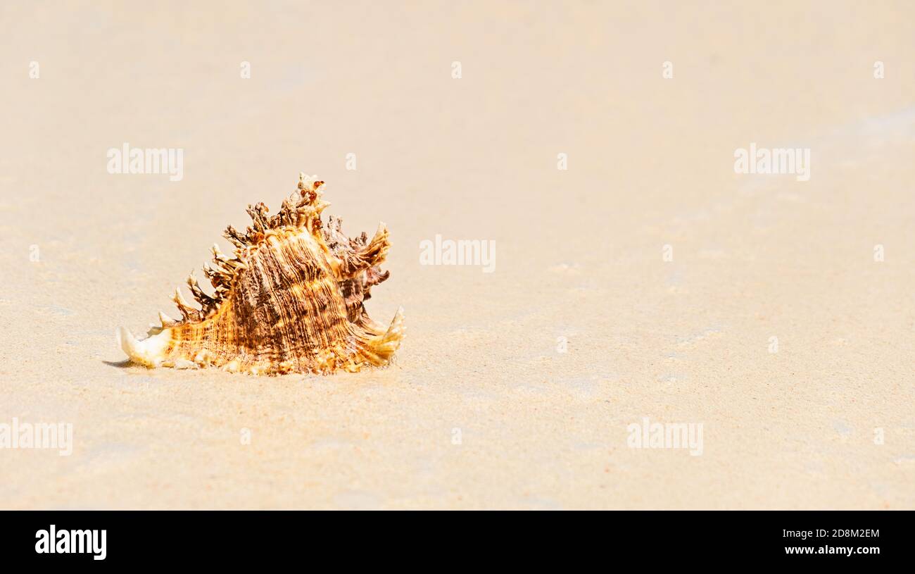 Single brown seashell on beach shore at sunny day, natural background ...