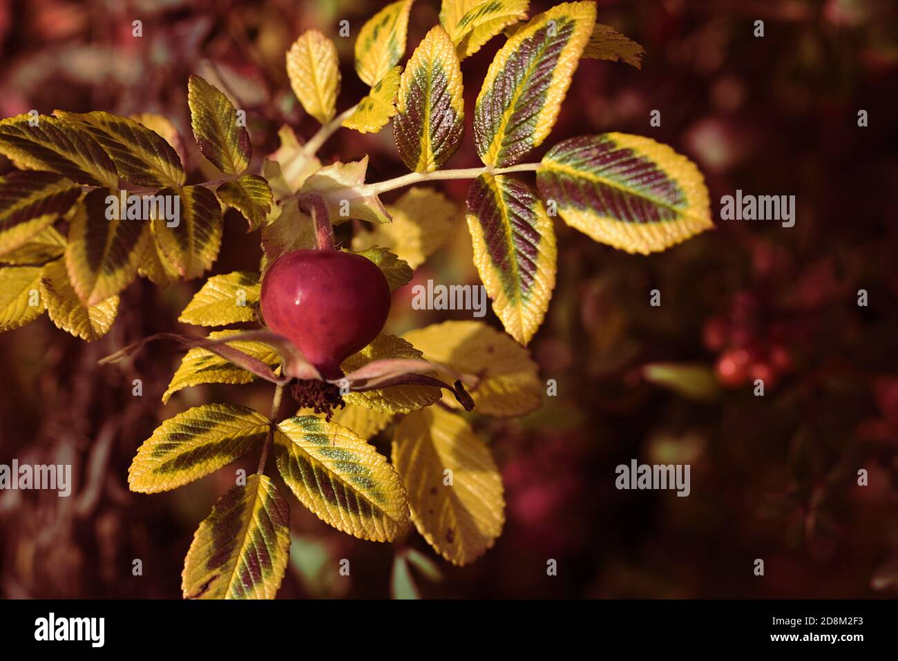 Red fruit, Scotland Stock Photo - Alamy