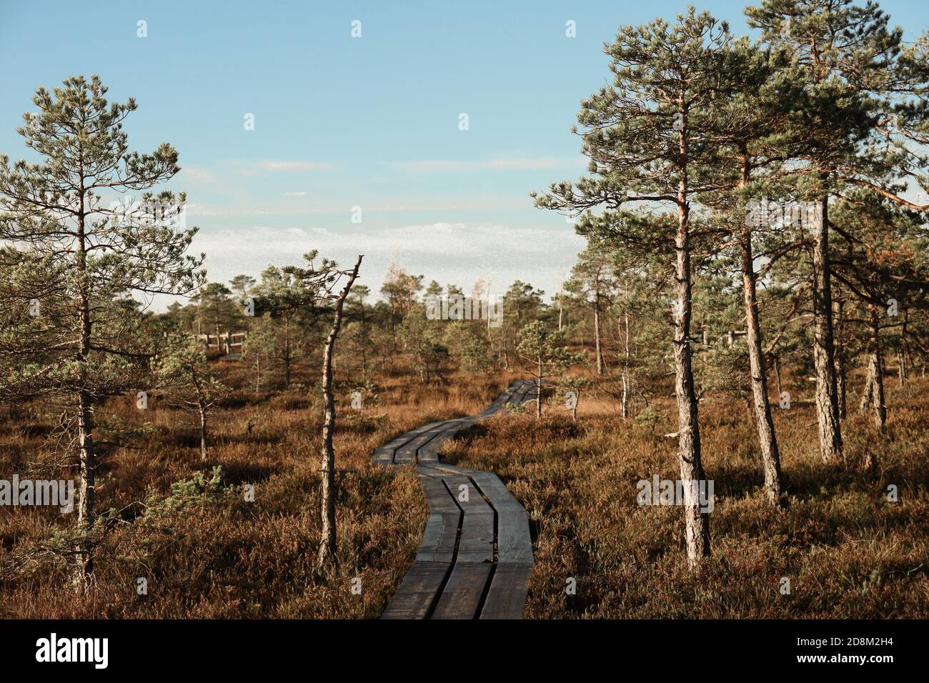 Nature swamp hi-res stock photography and images - Alamy
