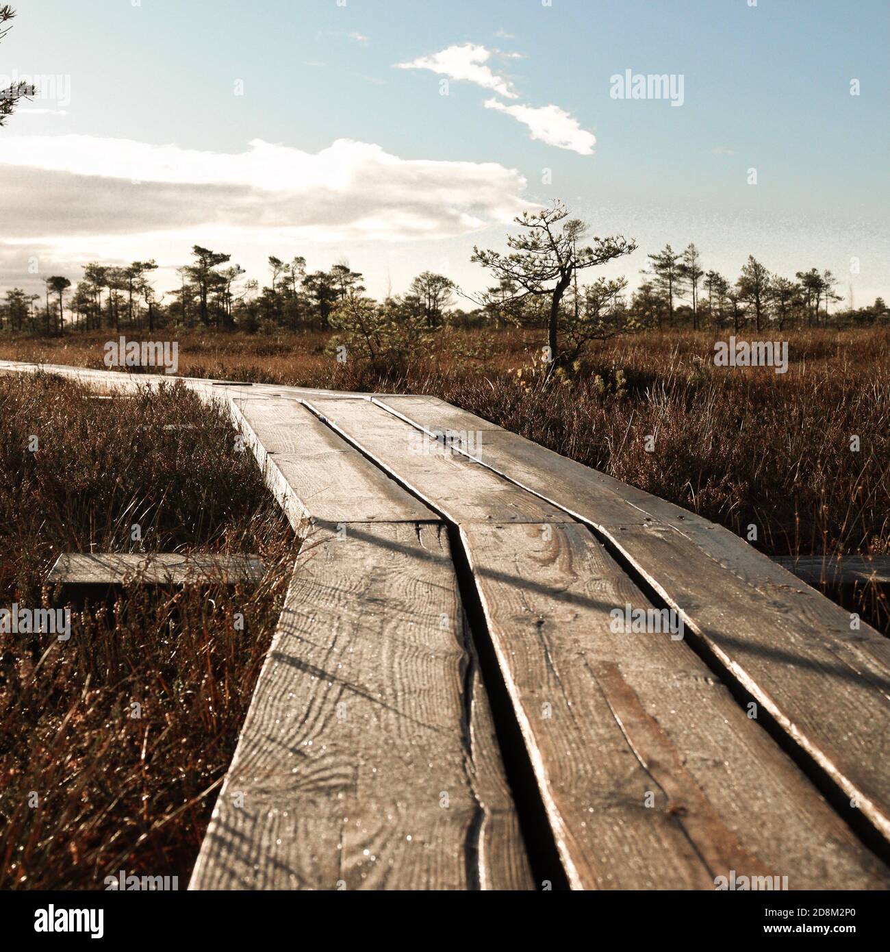 Swamp, nature, photo from Latvia Stock Photo - Alamy