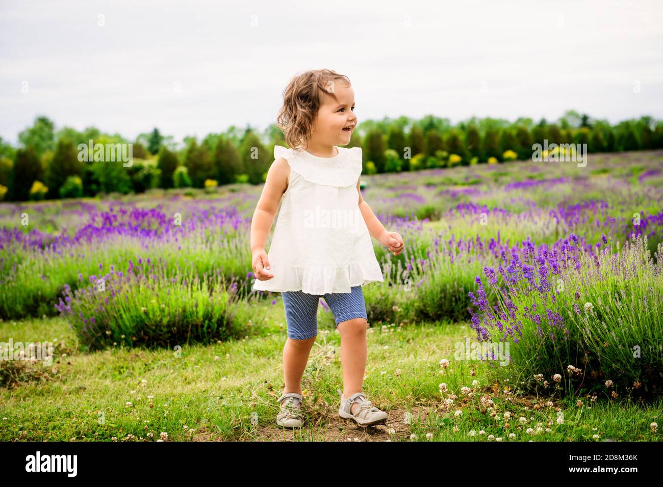 Child in a lavender field. Happy child in nature Stock Photo - Alamy