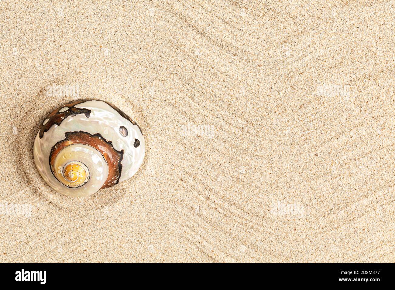Single spiral seashell on sand, natural background, copy space, top ...