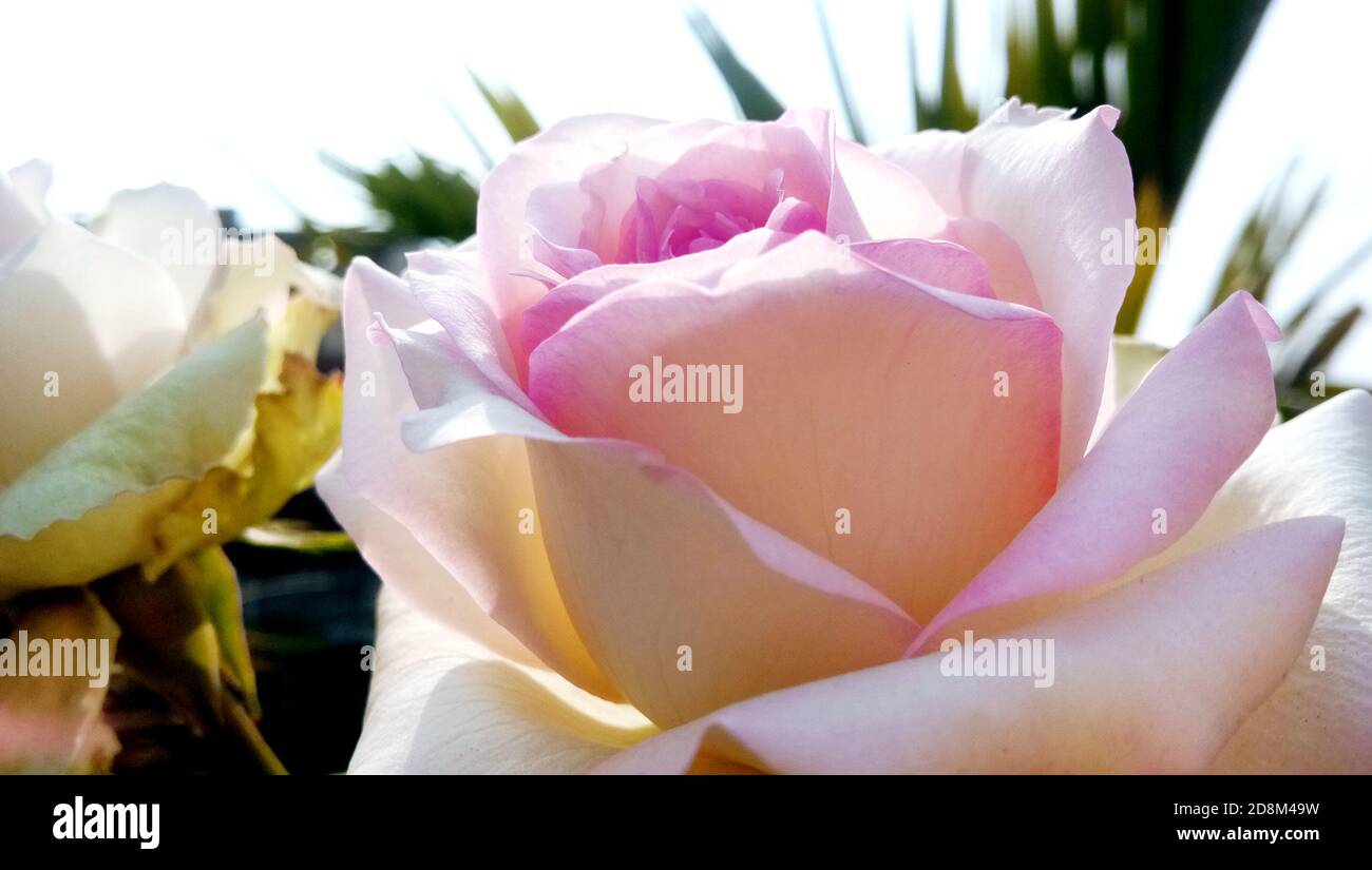 A colorful, beautiful, delicate rose in the garden Stock Photo - Alamy
