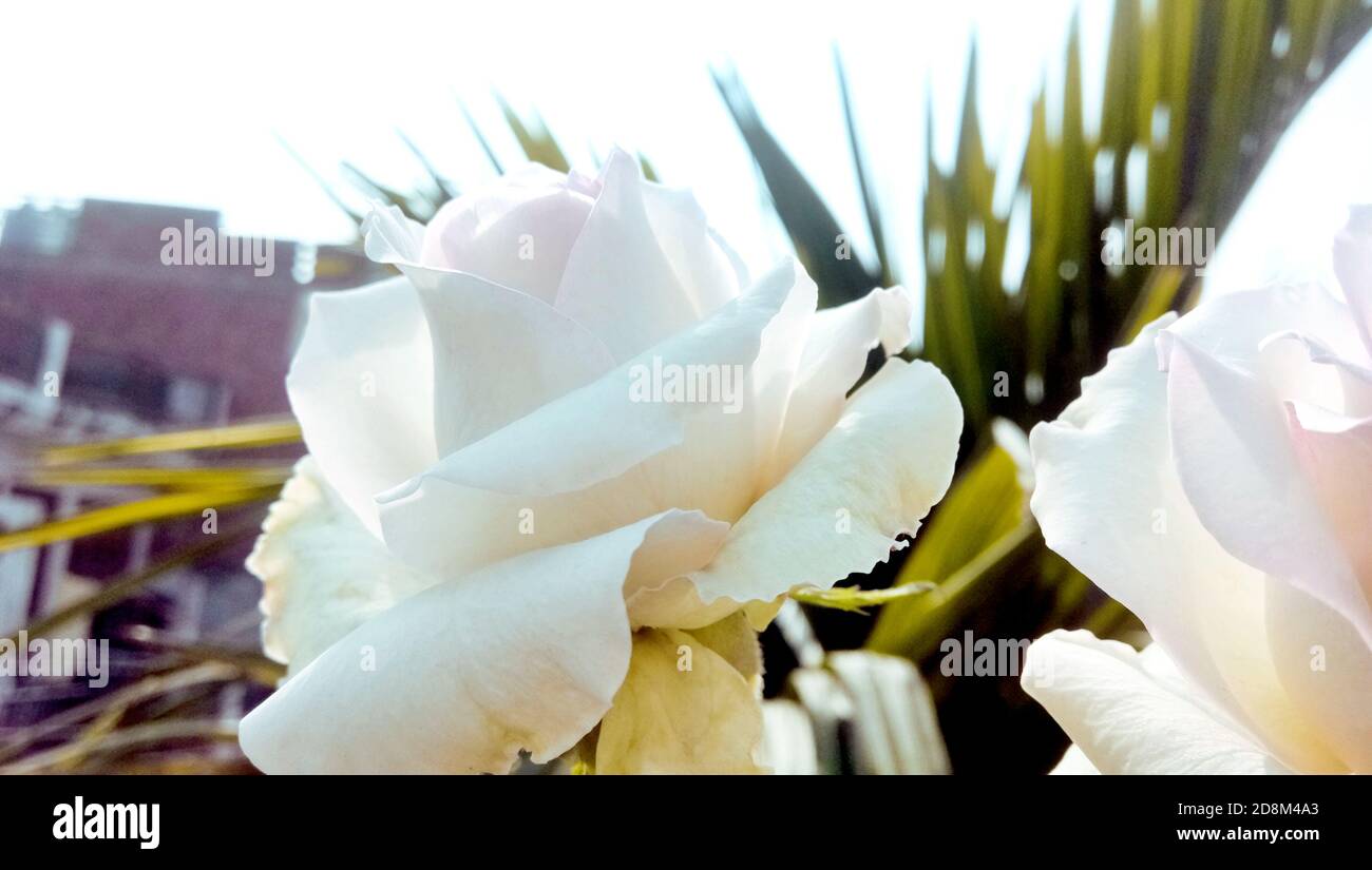 A colorful, beautiful, delicate rose in the garden Stock Photo - Alamy