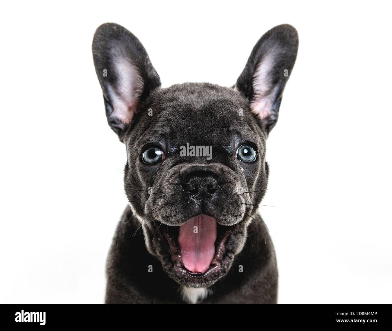 Black French bulldog puppy over a white background yawn Stock Photo - Alamy