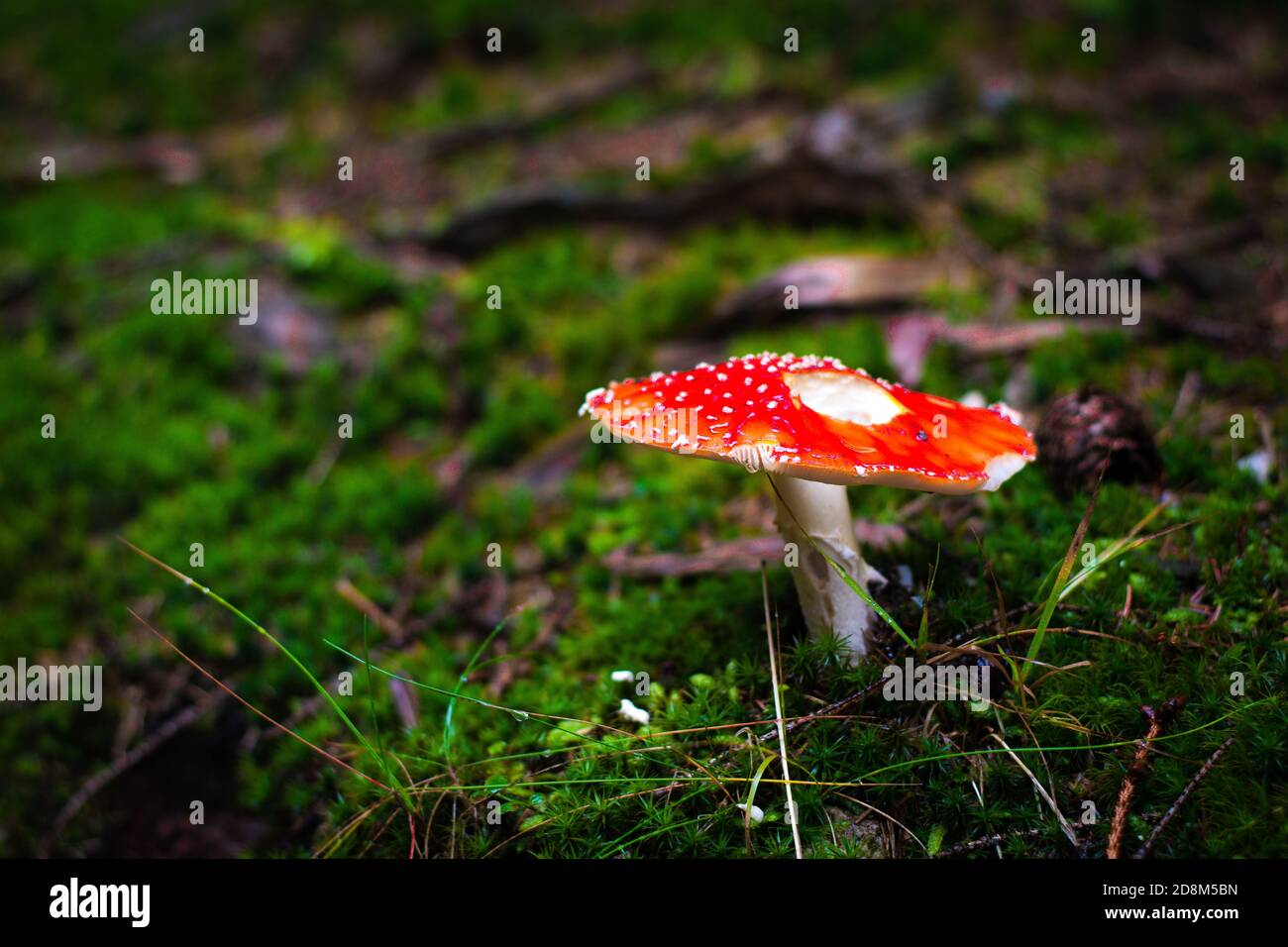 High angle shot of Amanita muscaria on the forest ground Stock Photo ...