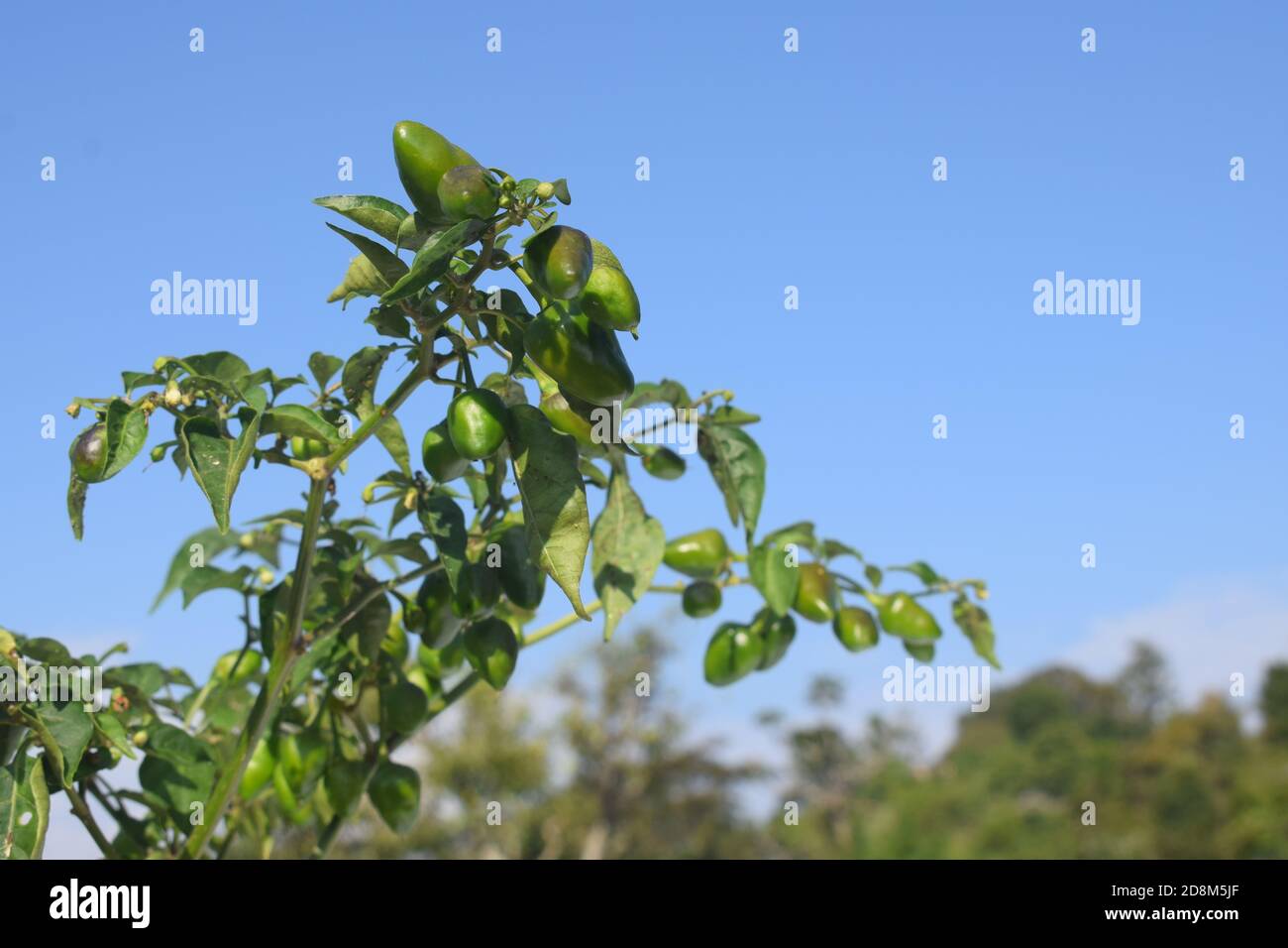 Green chilli planted on balcony Stock Photo - Alamy