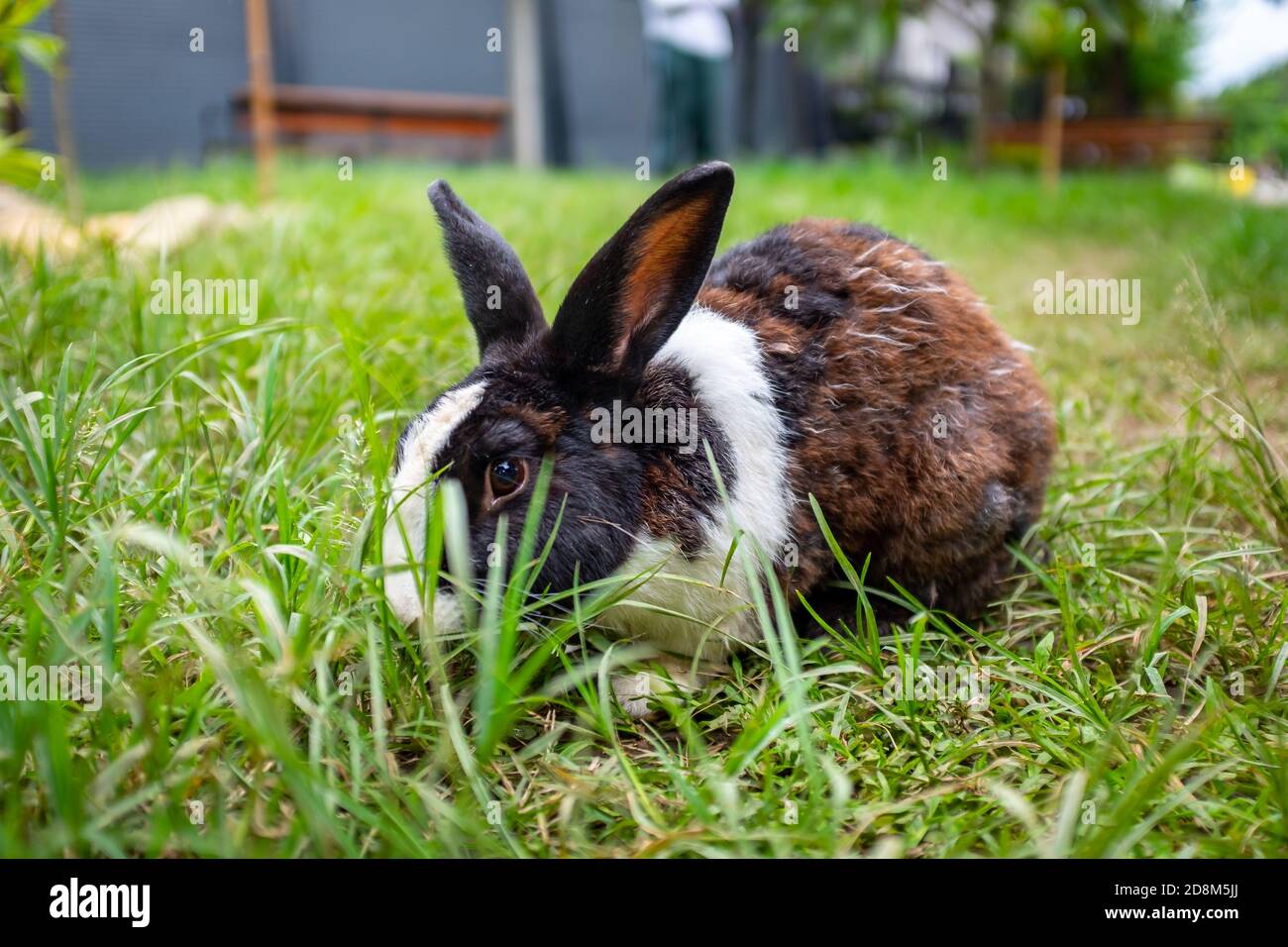 Domestic rabbits oryctolagus cuniculus domesticus hi-res stock ...