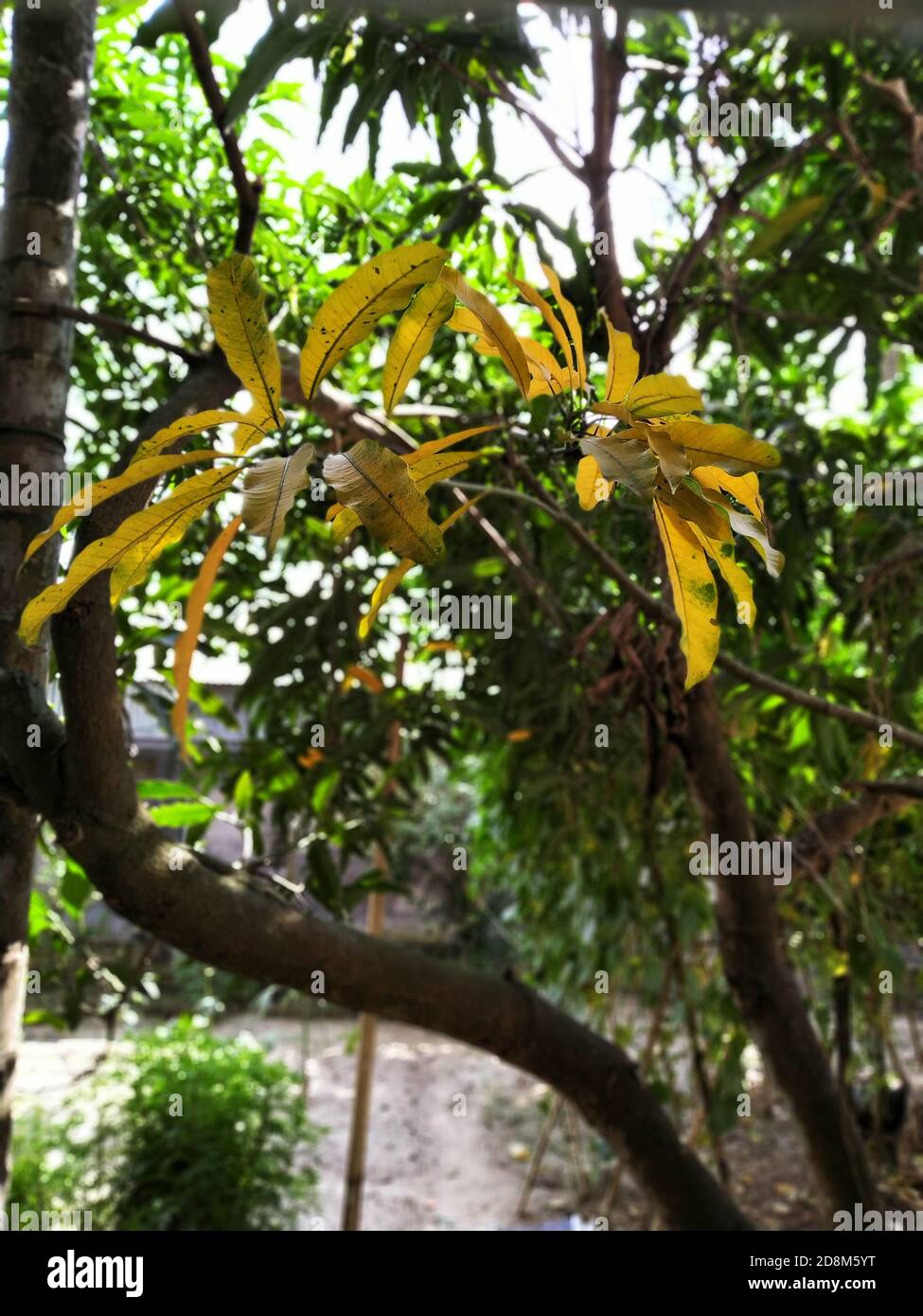 Yellow Mango Leaves in a tree in day time Stock Photo - Alamy