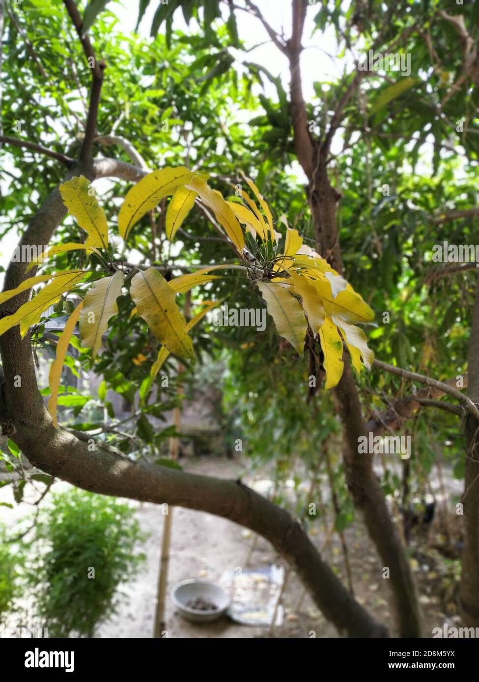 Tree sketch color leaves hi-res stock photography and images - Alamy