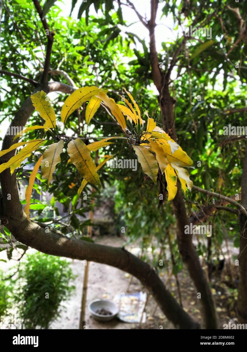 Yellow mango tree hi-res stock photography and images - Alamy