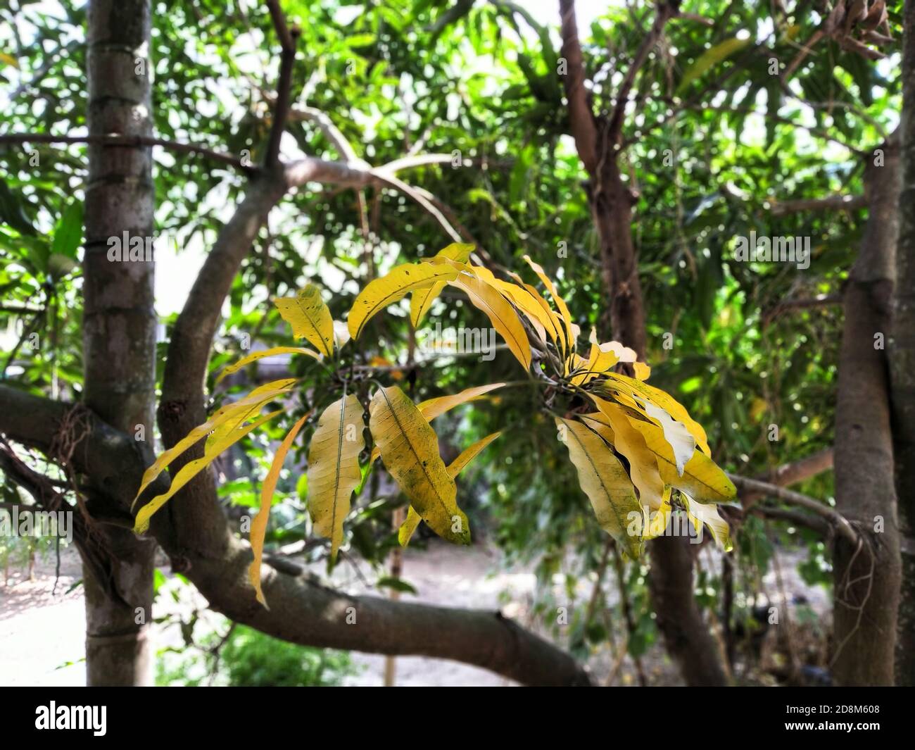 Yellow mango tree hi-res stock photography and images - Alamy