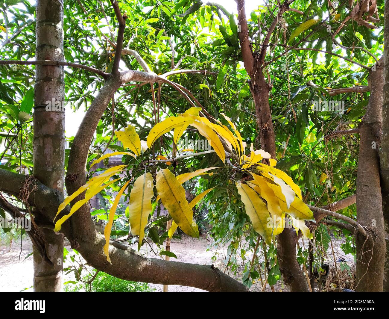 Yellow Mango Tree Trees