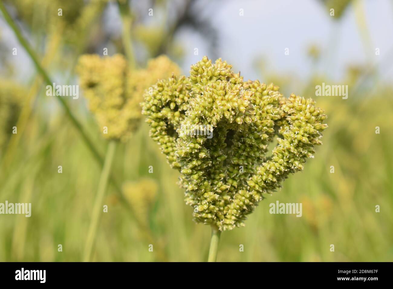 finger millet ( Raagi ) photo with blur background Stock Photo - Alamy